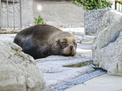Zoo Vídeň - Rakousko | poznávací zájezdy, zájezdy pro děti a za zábavou